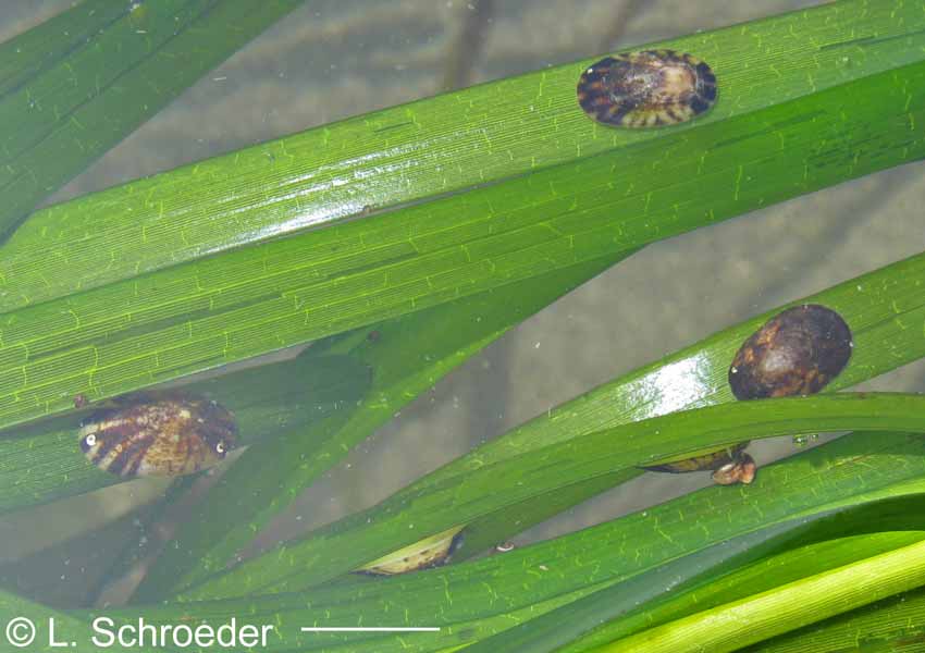 Gastropods - Acmaeidae, Lepetidae, Lottiidae, Siphonariidae, Trimusculidae